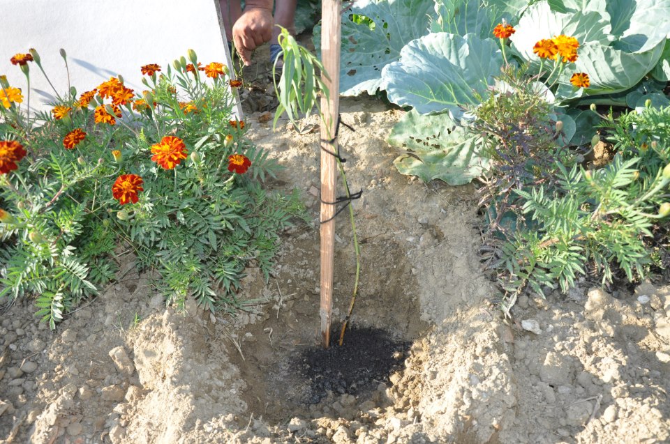 🌱 Hektari Fidanı Ekim Rehberi: Adım Adım İpuçları - Mutlu Çiçekler