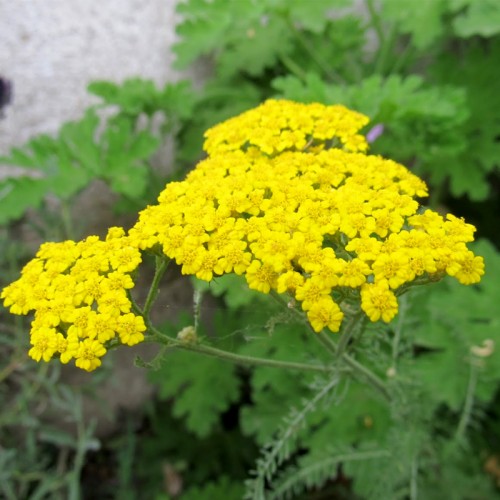Civan Perçemi Bakımı 🌿: İpuçları ve Yöntemler - Mutlu Çiçekler
